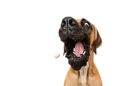 Dog Catching Treat Images – Browse 1,338 Stock Photos, Vectors, and ...