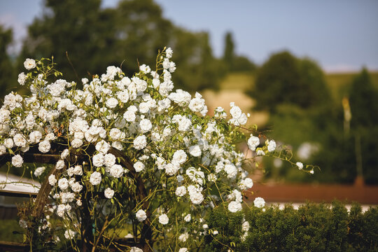 「Buschrosen」の写真素材 | 156件の無料イラスト画像 | Adobe Stock