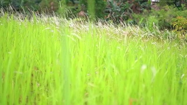 Samak Images – Browse 141 Stock Photos, Vectors, and Video | Adobe Stock