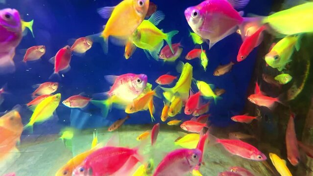 Tropical Fish Tank Images – Browse 1,180,139 Stock Photos, Vectors, and ...