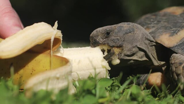 Chalabala 写真、画像、アセット | Adobe Stock