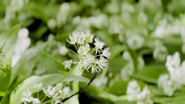Ramson bilder – Bläddra bland 40,579 stockfoton, vektorer och videor ...