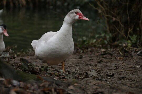 Warzenente Bilder – Durchsuchen 1,008 Archivfotos, Vektorgrafiken und ...