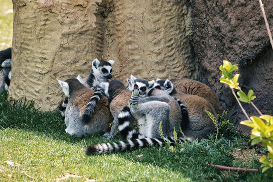 "Little Animal" bilder – Bläddra bland 923 stockfoton, vektorer och ...