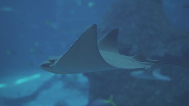 Javanica Bilder – Durchsuchen 1,715 Archivfotos, Vektorgrafiken und ...