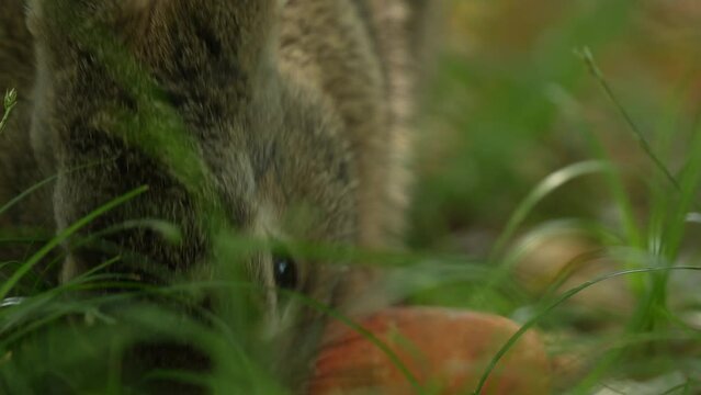 "Domestic Rabbit" Images – Browse 11,448 Stock Photos, Vectors, and ...