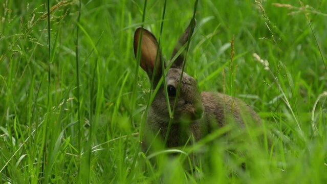 "Domestic Rabbit" Images – Browse 7,545 Stock Photos, Vectors, and ...