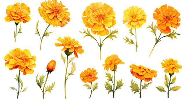 Marigold Illustration Images – Browse 23,810 Stock Photos, Vectors, and ...