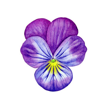 Purple Pansy Flower Tattoo