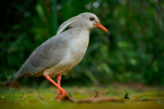 「Kagou」の写真素材 | 20件の無料イラスト画像 | Adobe Stock