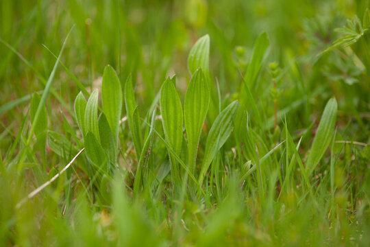 "Ribwort Plantain" Images – Browse 5,381 Stock Photos, Vectors, and ...