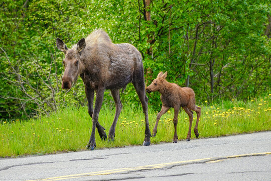 "Baby Moose" Images – Browse 325 Stock Photos, Vectors, and Video ...