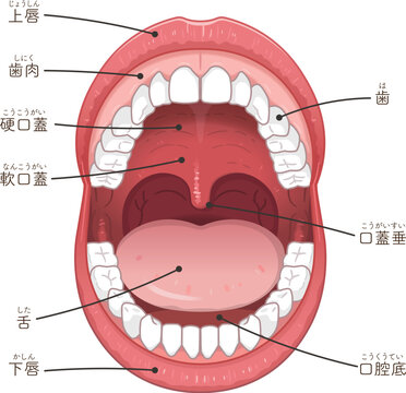Hard Palate Diagram