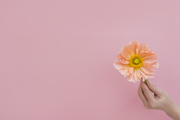 20+ Free Flower Stem Pictures - Pikwizard