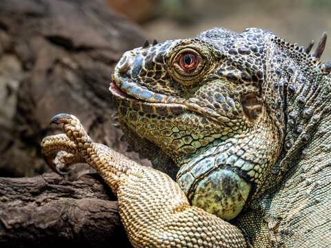 Obrázky Waran – procházejte fotografie, vektory a videa 2,276 | Adobe Stock