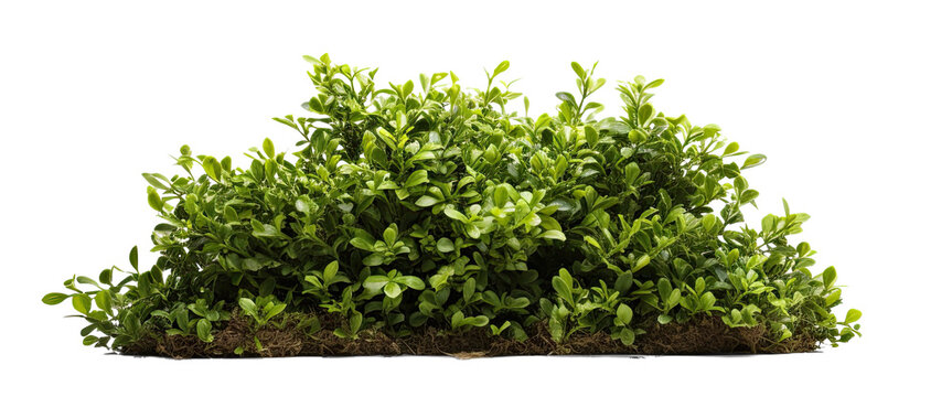 Busk Png Free: Bush Png Image With Trees Top View Psd Bush Png