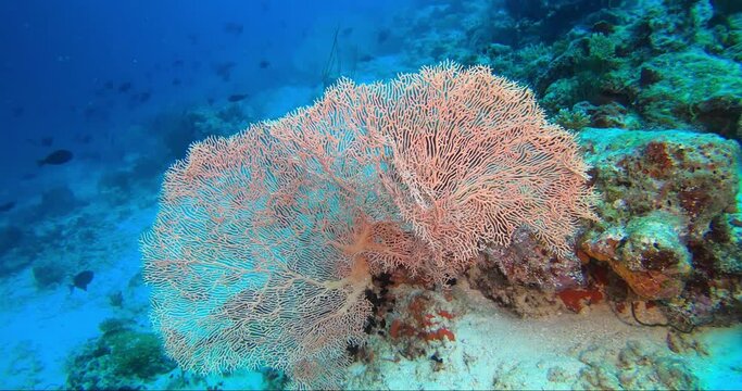 Fan-Shaped Images – Browse 1,776 Stock Photos, Vectors, and Video ...