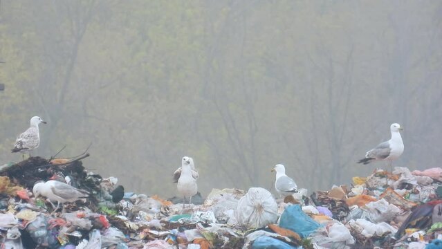 "Human Waste" Images – Browse 2,222 Stock Photos, Vectors, and Video ...