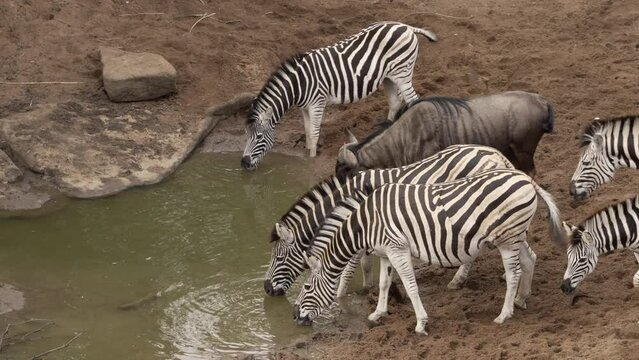 Zebra Drinking Water