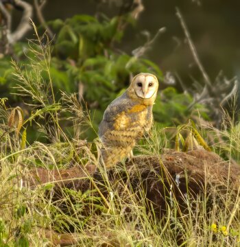 Pueo Images – Browse 23 Stock Photos, Vectors, and Video | Adobe Stock