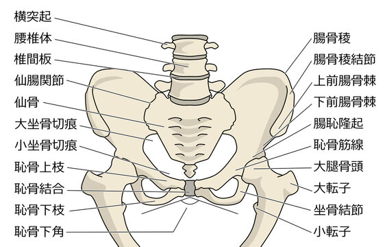 Superior Pubic Ramus