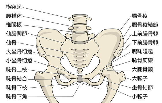 Pelvis Labeled Pubic Ramus