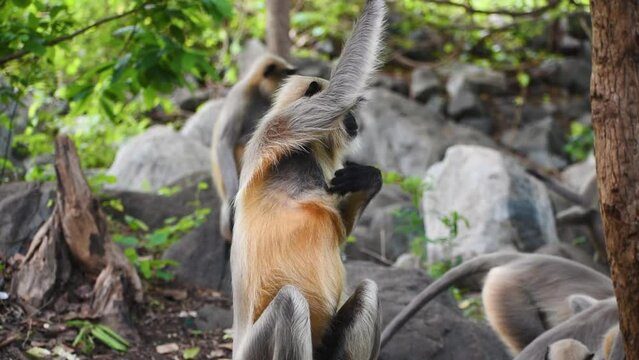 รูปภาพJunagadh – เลือกดูภาพถ่ายสต็อก เวกเตอร์ และวิดีโอ464 | Adobe Stock