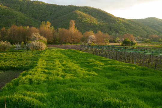 Farmfield Images – Browse 1,194 Stock Photos, Vectors, and Video ...