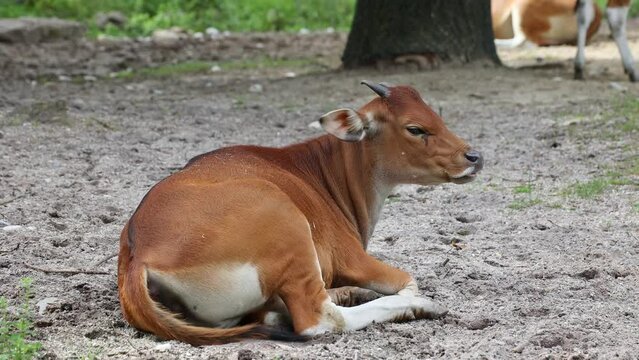"Javan Banteng" Images – Browse 2,107 Stock Photos, Vectors, and Video ...