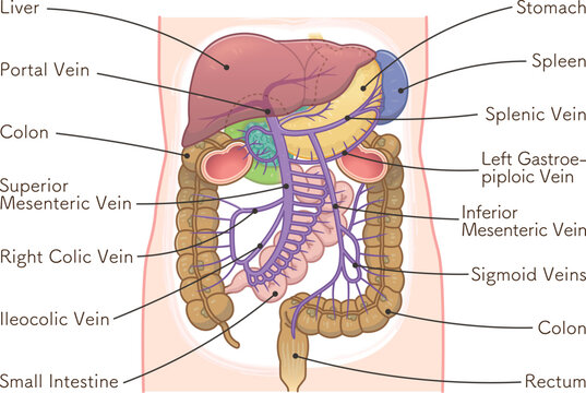 Splenic Vein