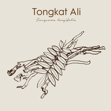 Tongkat Ali Images – Browse 176 Stock Photos, Vectors, and Video ...