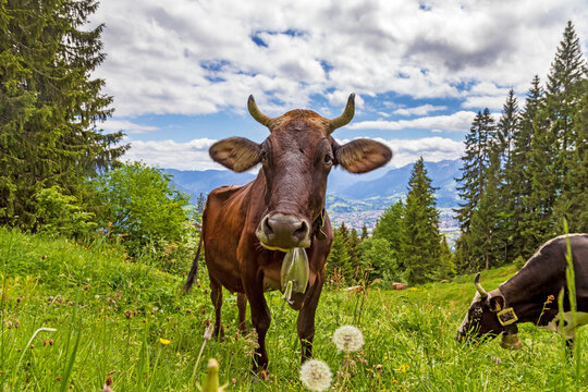 รูปภาพBergbauer – เลือกดูภาพถ่ายสต็อก เวกเตอร์ และวิดีโอ6,267 | Adobe Stock