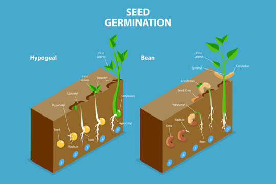 Seed Germination Diagram For Kids