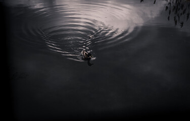 50+ Free Cool Profile Pictures Images | Free Downloads - Pikwizard