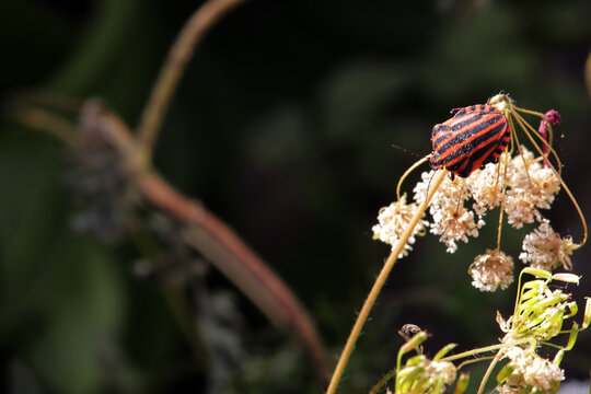 "Minstrel Bug"-Bilder: Stock-Fotos & -Videos. | Adobe Stock