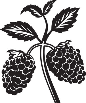 Loganberry Images – Parcourir 1,964 le catalogue de photos, vecteurs et ...