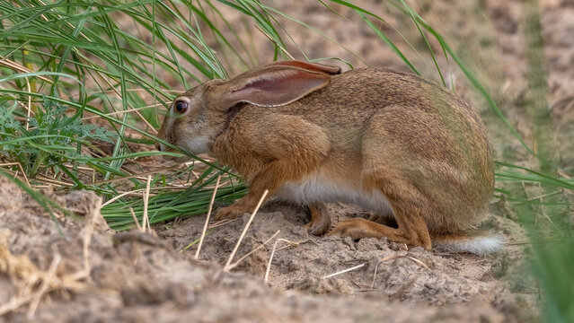 "Indian Hare" Imagens – Procure 126 fotos, vetores e vídeos | Adobe Stock