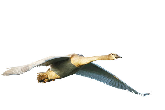 Enten In Einer Reihe Gif Enten GIFs Hole Dir Die Besten GIFs Auf