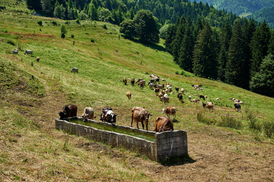 Palot Images – Browse 35 Stock Photos, Vectors, and Video | Adobe Stock