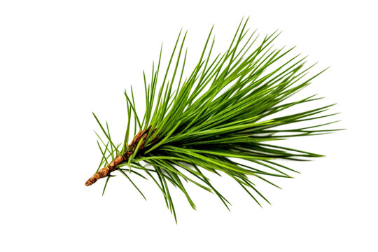 Pine Leaf Texture Images – Browse 122,037 Stock Photos, Vectors, and ...