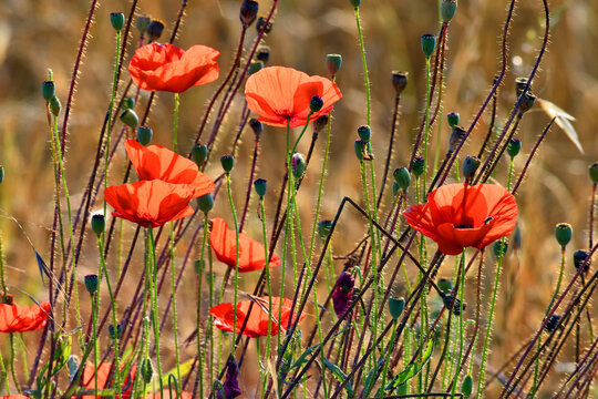 Capsule Fruit Poppy