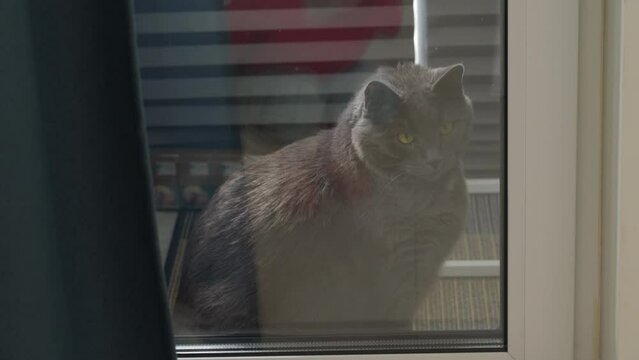 Cat Door Images – Browse 333,128 Stock Photos, Vectors, and Video ...