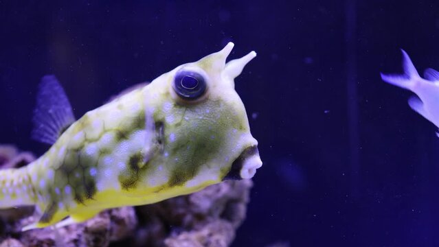 Cow-Fish Images – Parcourir 41 le catalogue de photos, vecteurs et ...