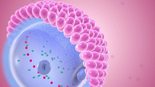 "Corona Radiata" Images – Browse 133 Stock Photos, Vectors, and Video ...