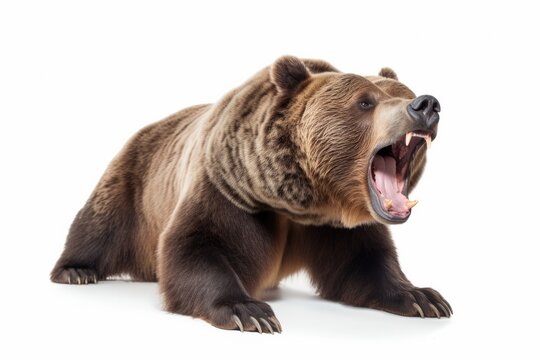 Grizzly Bear White Background
