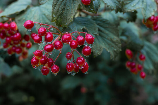 "Poison Berries" Images – Browse 3,337 Stock Photos, Vectors, and Video ...