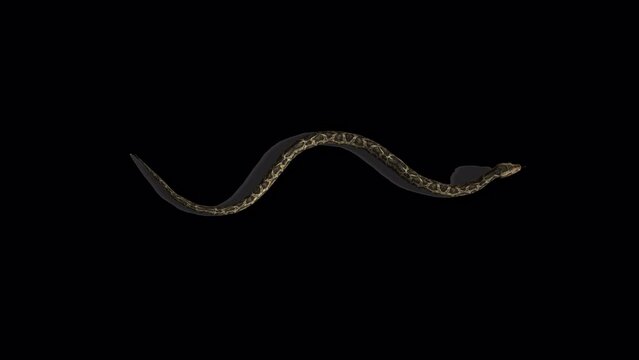Snake Top View Images – Browse 7,781 Stock Photos, Vectors, and Video ...