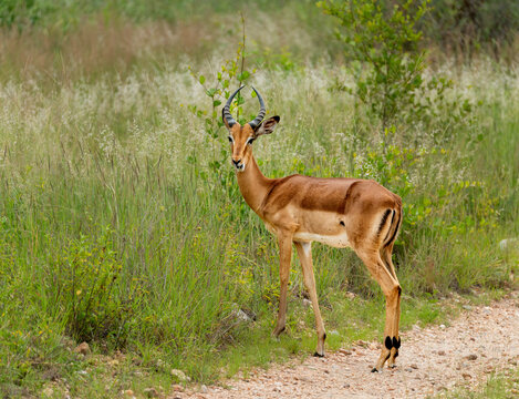 รูปภาพRooibok – เลือกดูภาพถ่ายสต็อก เวกเตอร์ และวิดีโอ59,687 | Adobe Stock
