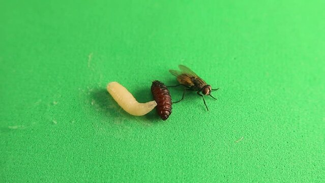 Larva」の写真素材 | 151,843件の無料イラスト画像 | Adobe Stock