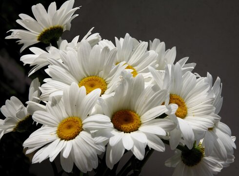 Margerit Bilder – Durchsuchen 25 Archivfotos, Vektorgrafiken und Videos ...